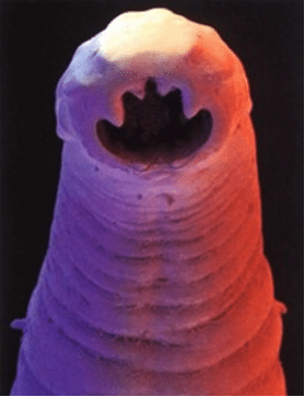 Worms, Germs, and Dirt: What Can They Teach Us About Allergies and ...